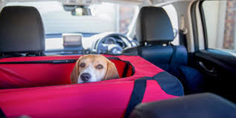 If you are planning to travel with your pet, keep these important ...