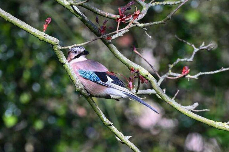 Common UK bird can mimic human voices and is 'clever as chimpanzees'