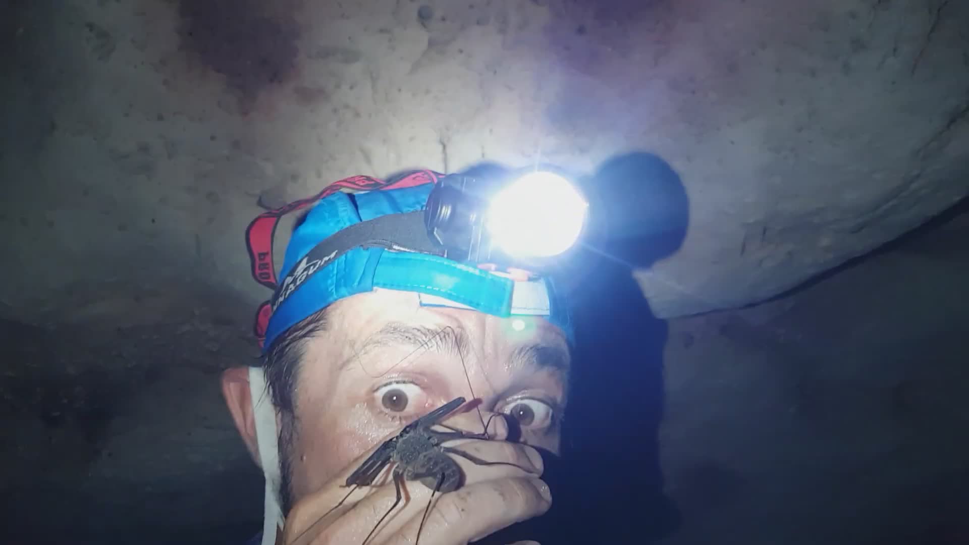 Tail-less whip scorpions | Dangerous