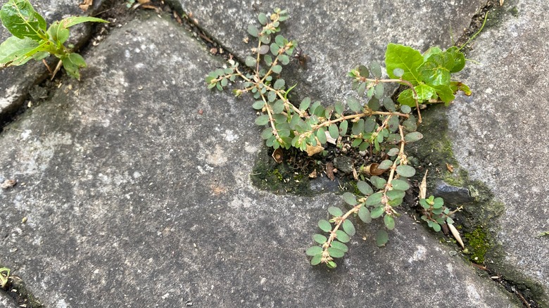 Mistakes Everyone Makes When Dealing With Invasive Spurge Weed