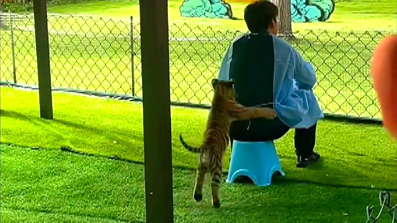 Playful tiger cub practices hunting skills – on unsuspecting zookeeper