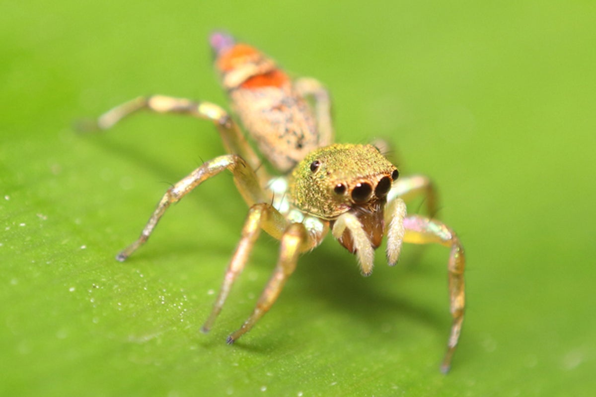 These spiders have ‘dark DNA’ - and it could change the way we ...