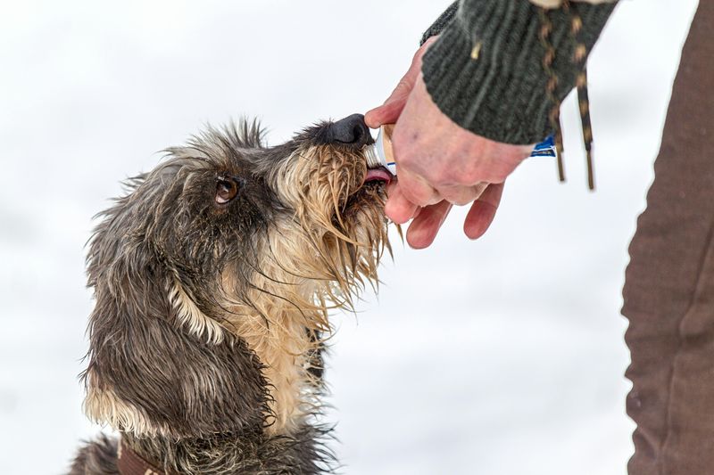 11 Animals That Form Deep Bonds With Their Humans