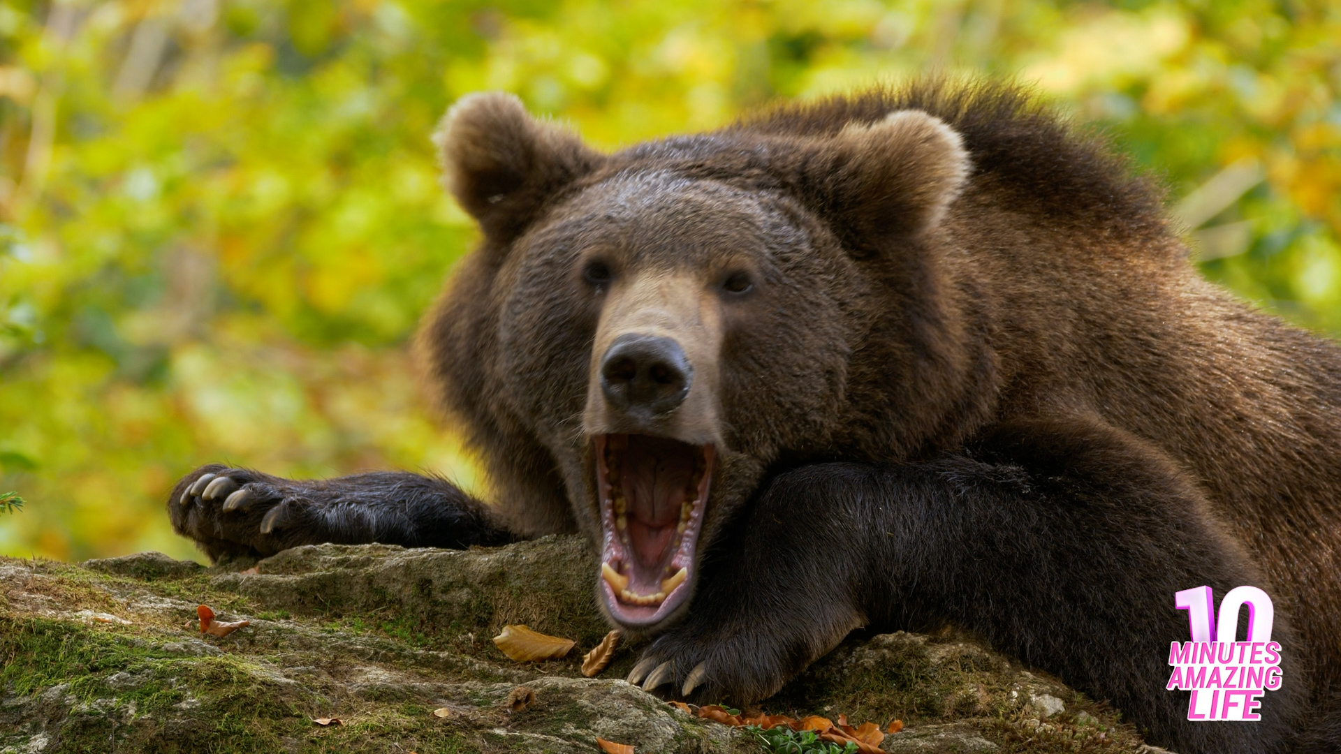 Brown bear yawning on a rock