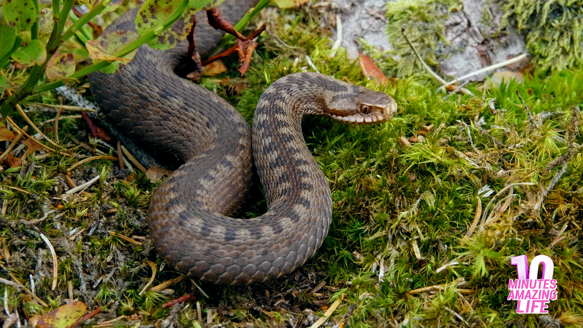 European viper on green moss