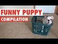 Puppies! Puppies! Puppies! Compilation
