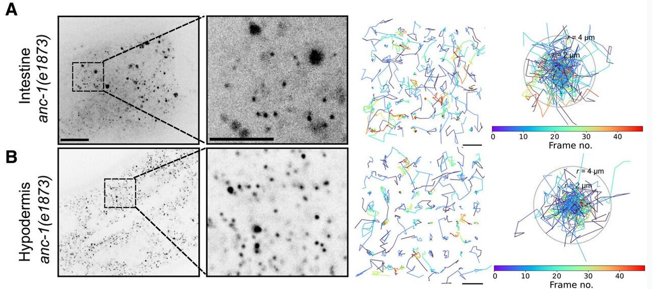 Microscopic worms reveals just how cramped cells really are