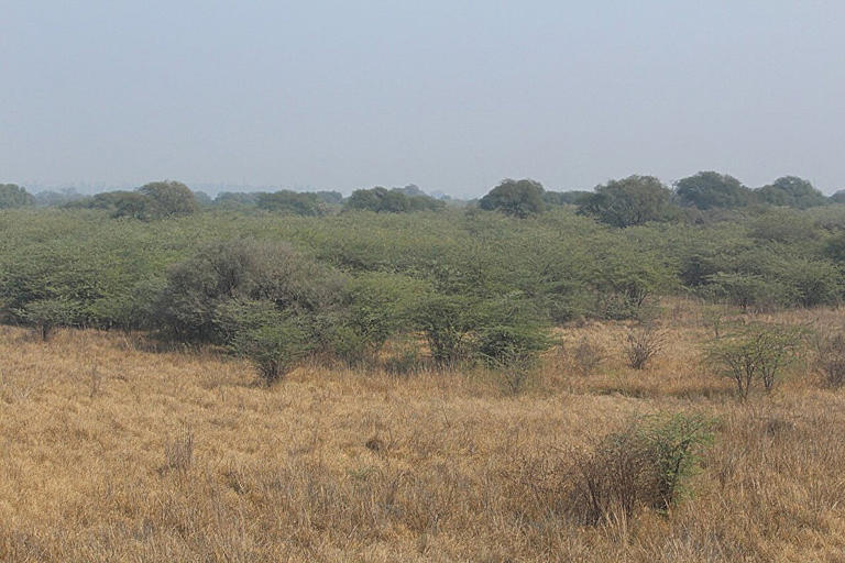 Invasive plants are rapidly changing tropic ecosystems across three ...