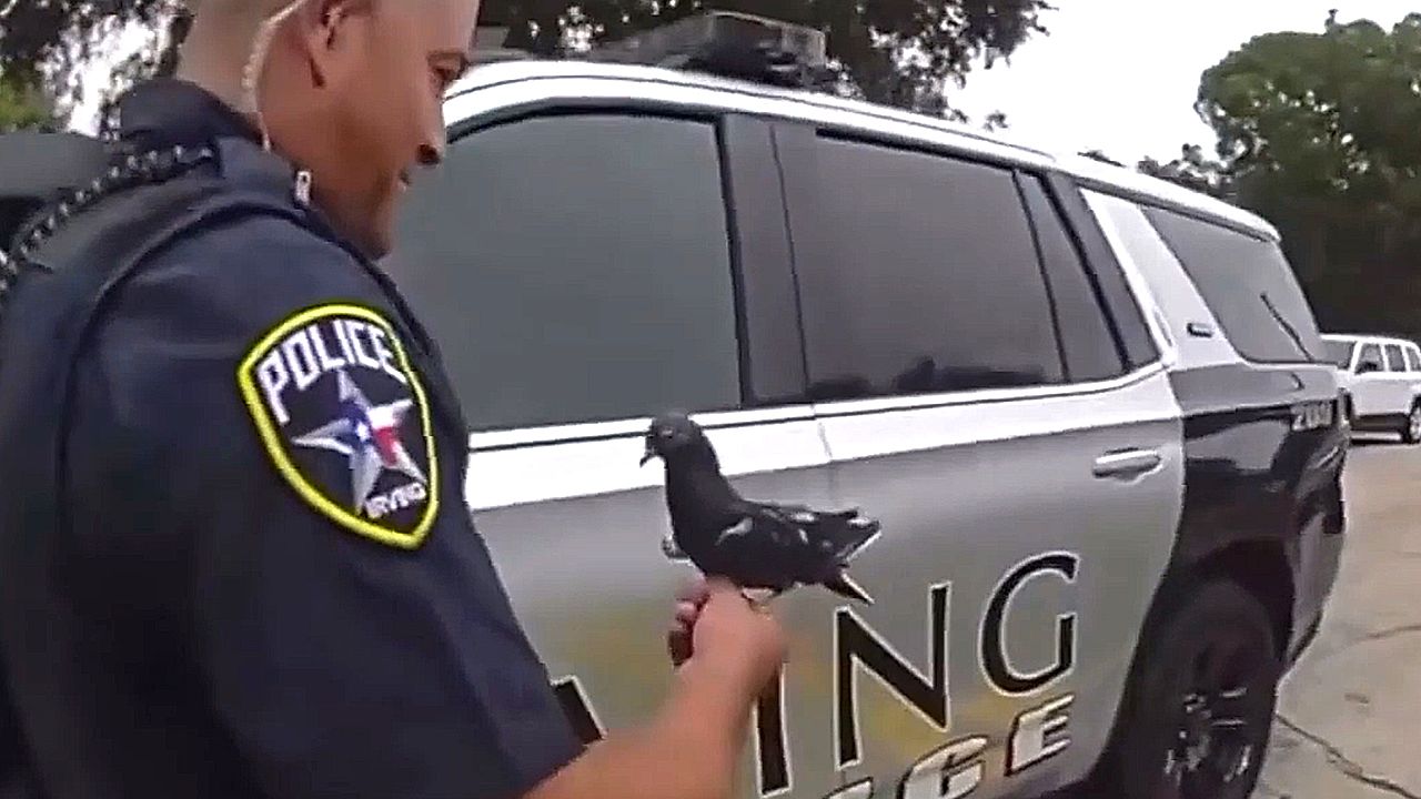 Texas officers help reunite man with his blind pet pigeon 'Kevin'