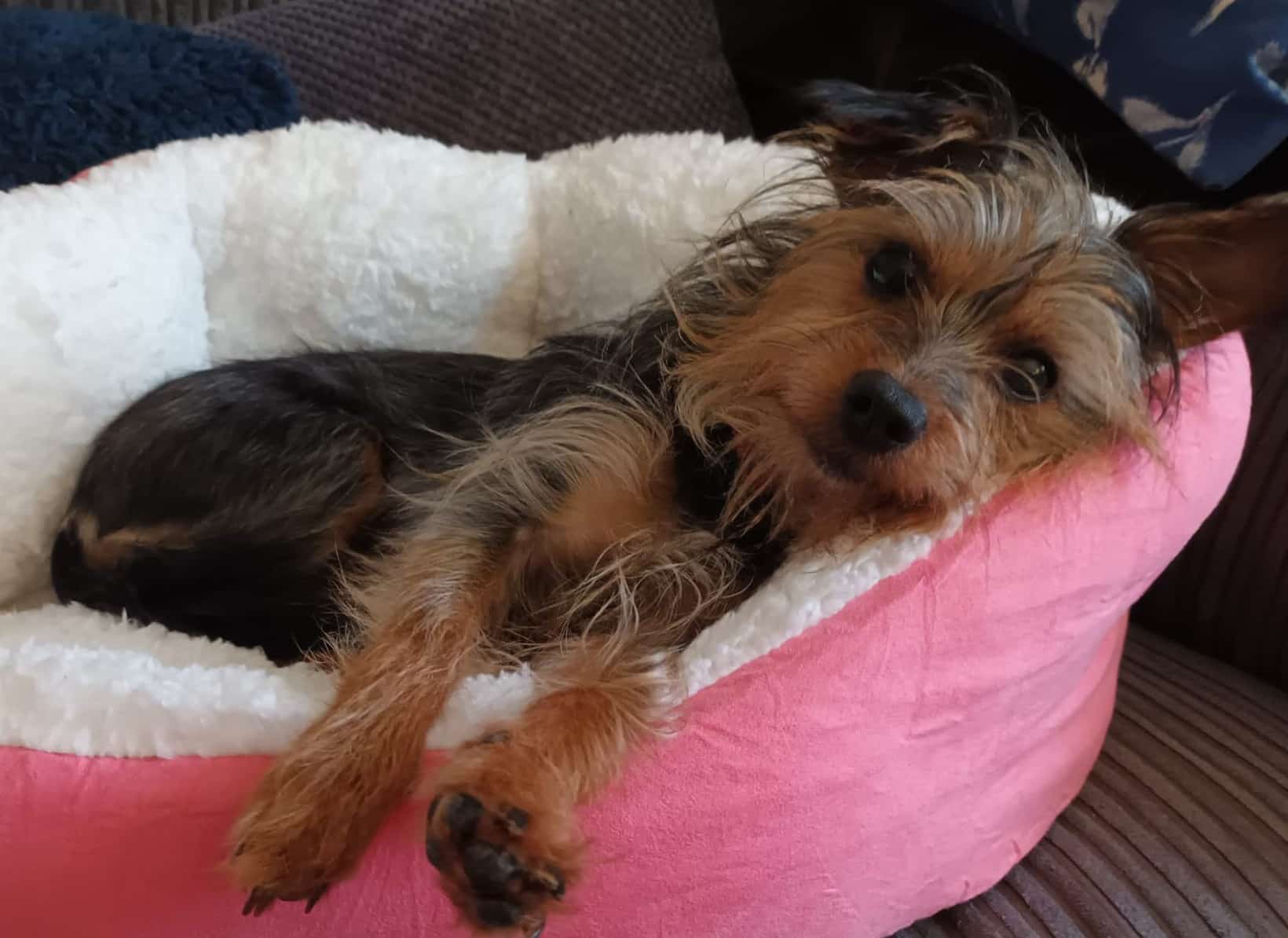 These 30 cute dogs at Holly Hedge Animal Sanctuary looking for homes in ...