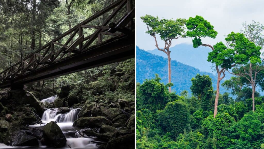 30 of the Most Beautiful Forests in the World