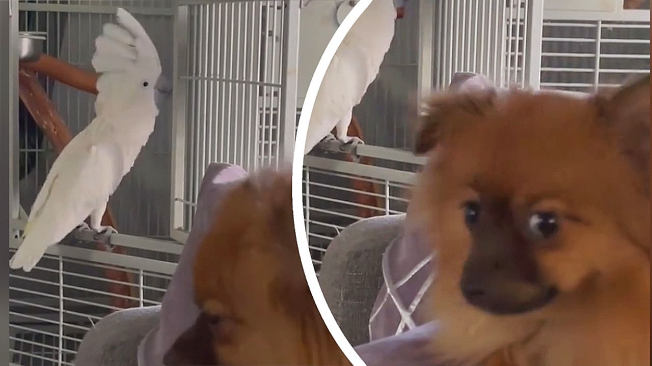 Dog left hilariously confused as parrot imitates barking