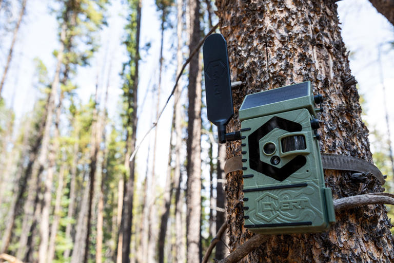 You don't need to overspend to get an effective trail camera. These ...