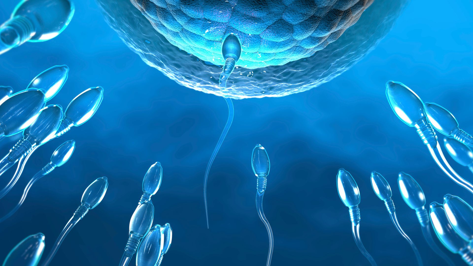 Baby booster: Male fertility linked to proteins that keep sperm swimming, not napping