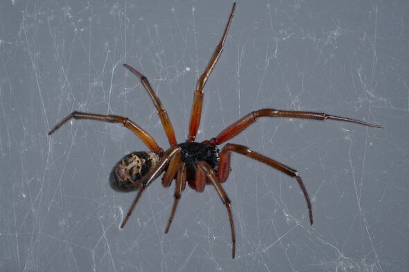 Thousands of spiders are about to invade UK homes - this is how to keep ...