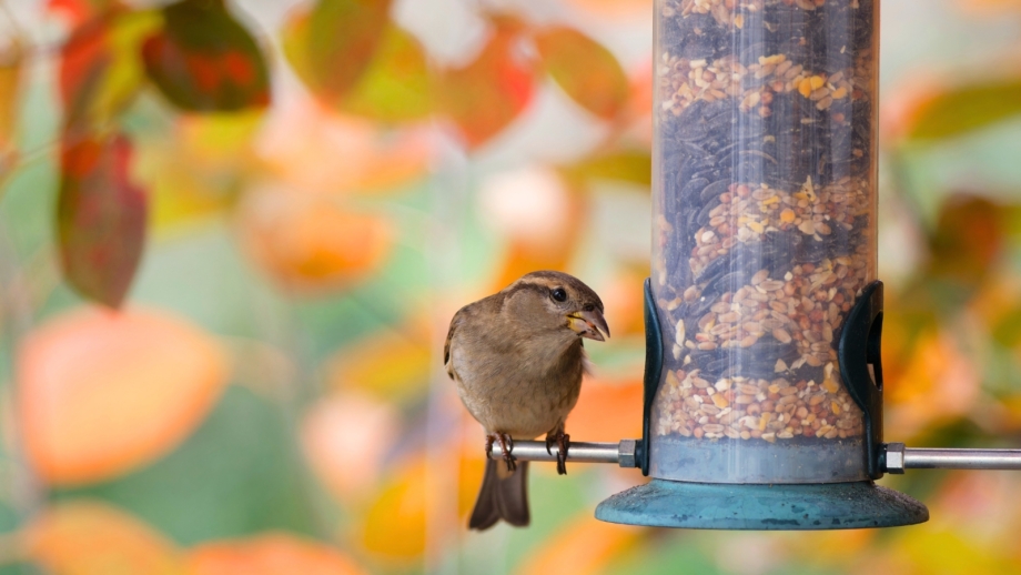 Make Your Garden a Bird Haven in Fall: 10 Dos and Don’ts