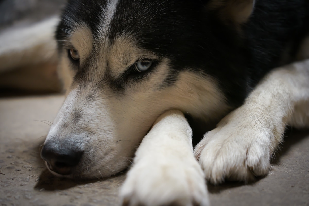 Husky’s Heartfelt Reaction to Family’s Move Has People in Tears