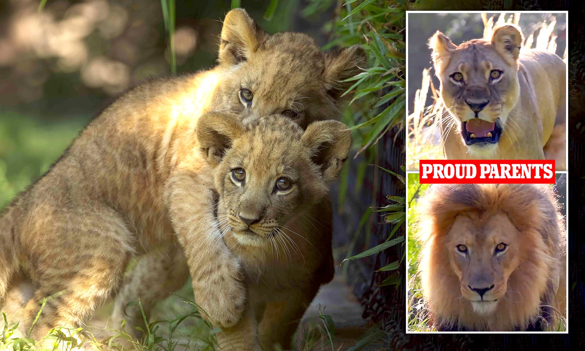 Two adorable lion cubs with very fitting names are born at Texas zoo