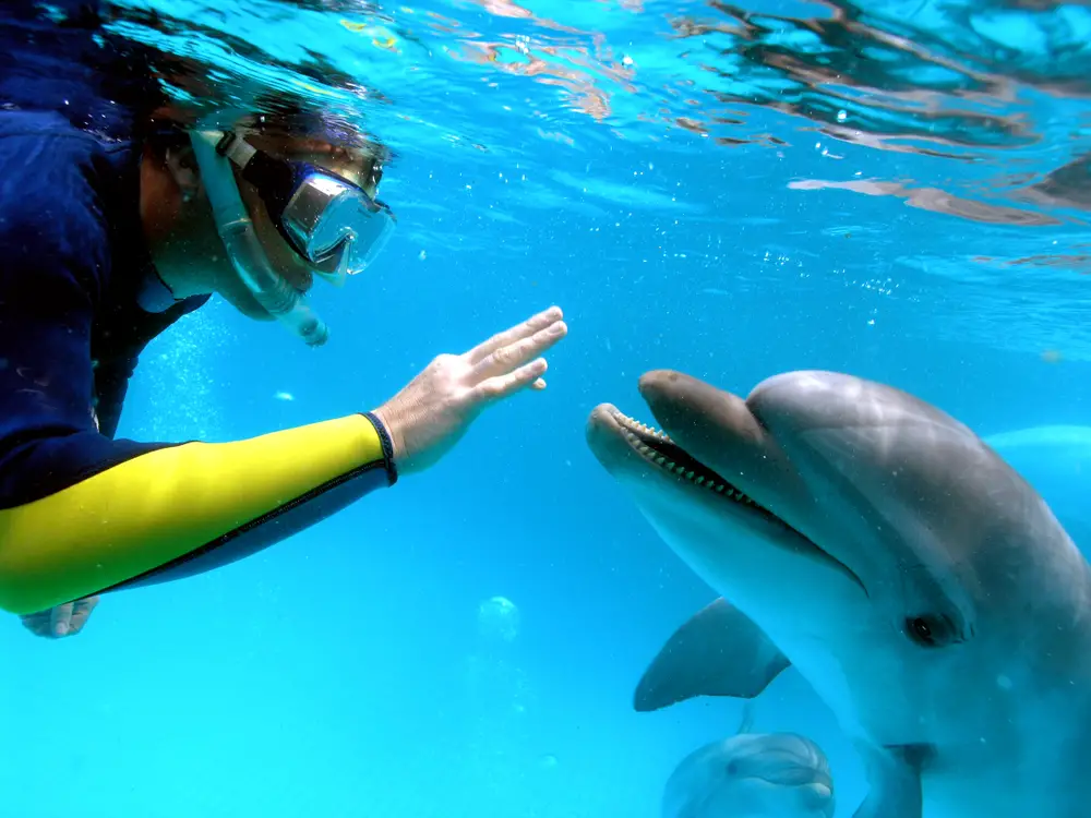 13 Cool Human-Like Behaviors Dolphins Totally Pull Off