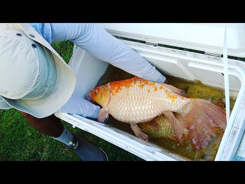 Massive Koi Fishing Adventure with Catch Em All