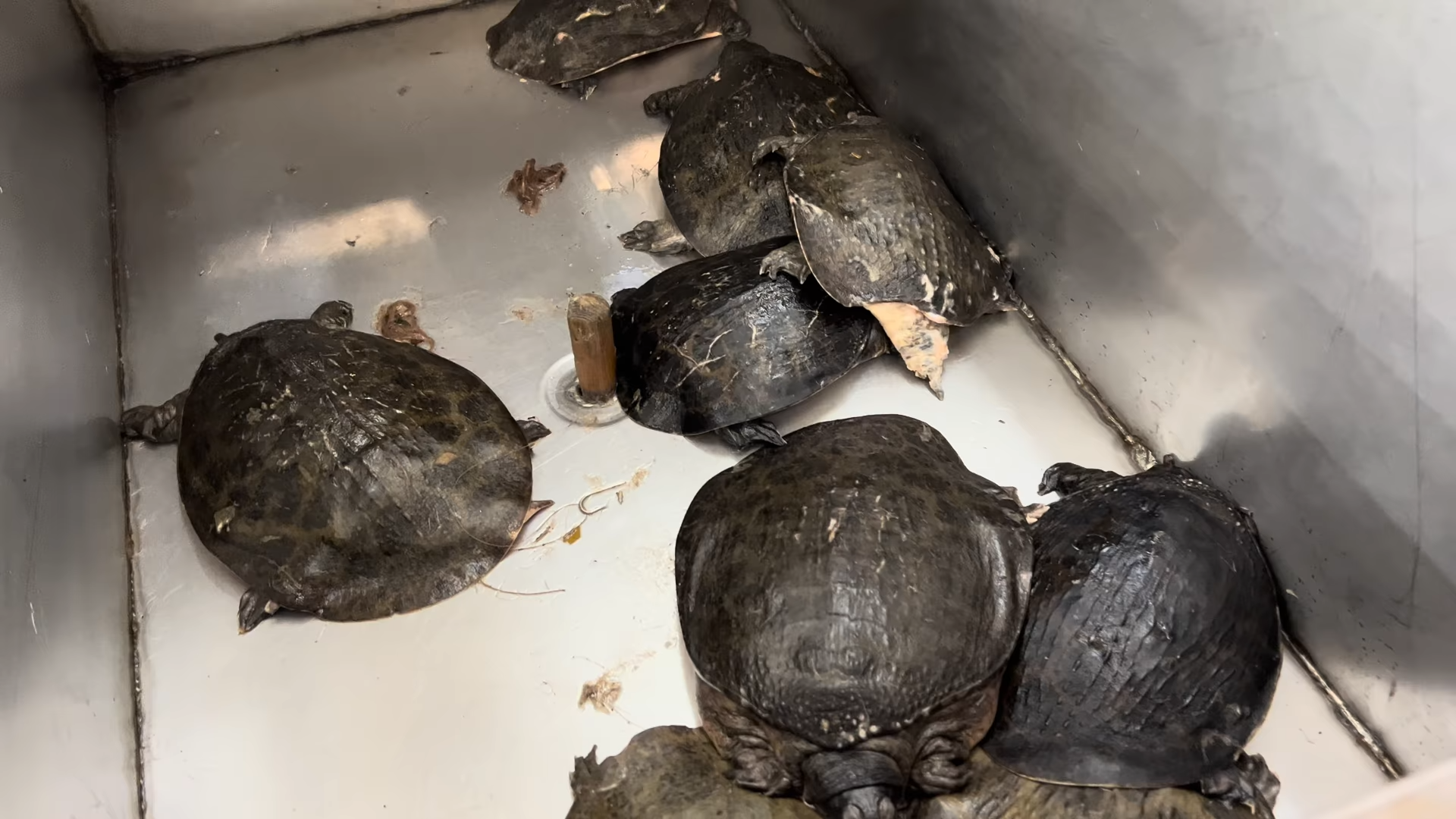 Saving Live Turtles And Eels From Foreign Food Market