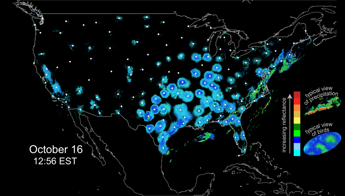 So many birds are migrating that they’re appearing on weather radar