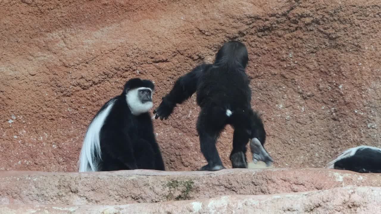 Baby gorilla attempts to make friends with guereza monkeys at Prague zoo