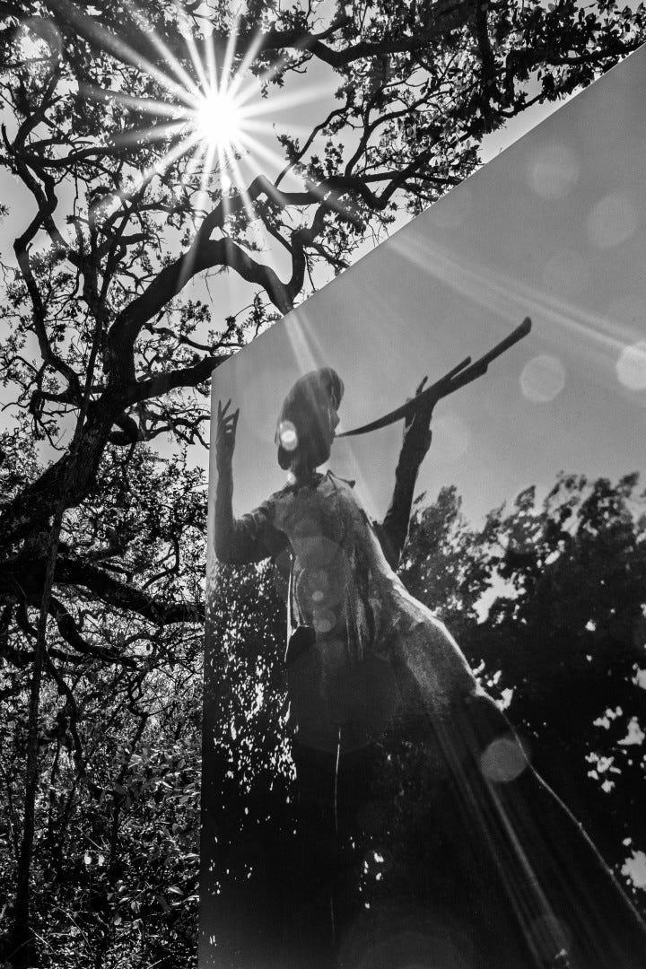Marie Selby Botanical Gardens presents winners of 45th annual Juried ...