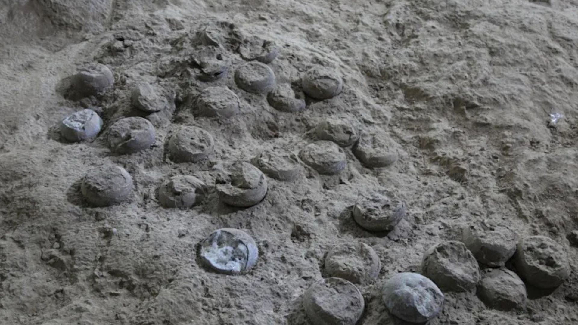 Laser ‘atomic clock’ reveals precise age of dinosaur eggs in China, a first