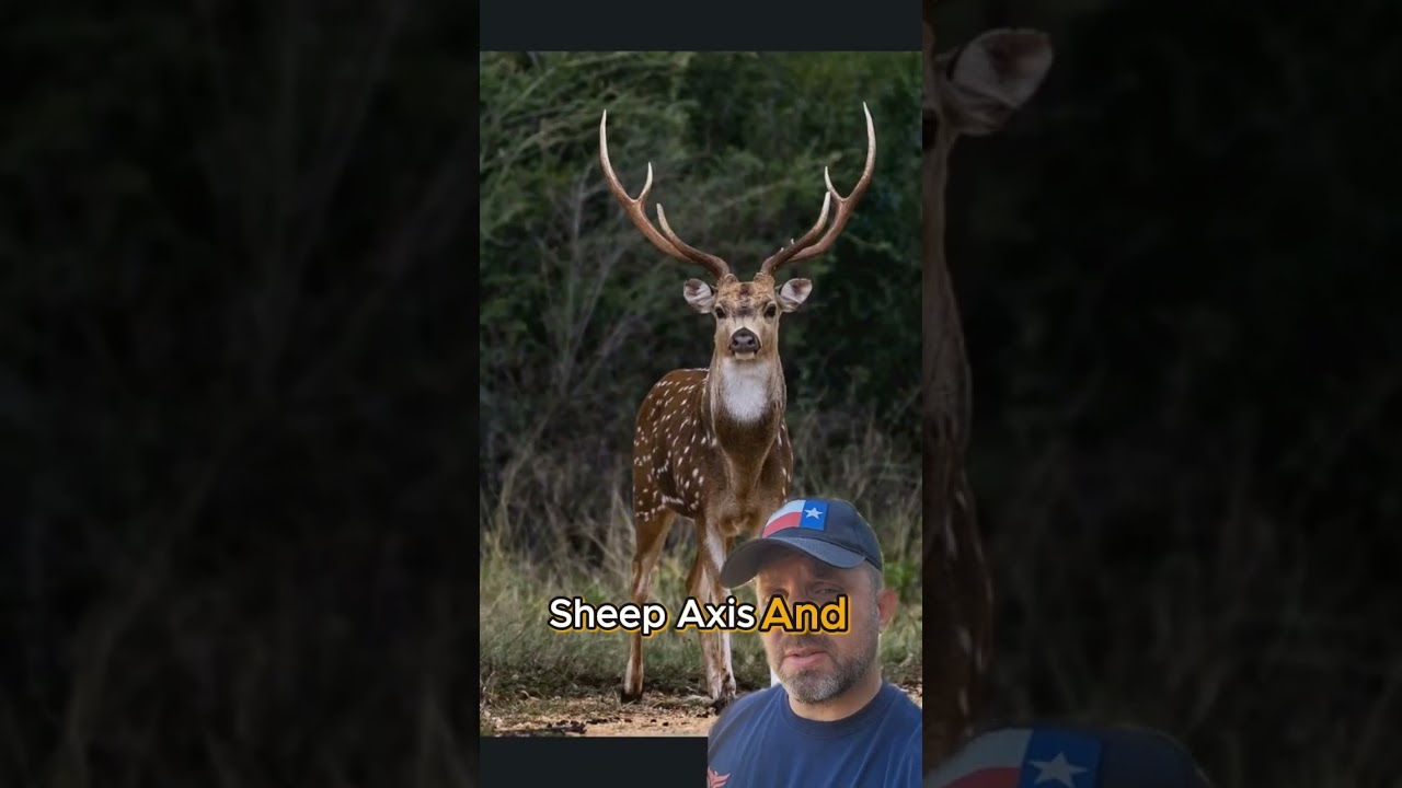 The best tips for year-round hunting in Texas
