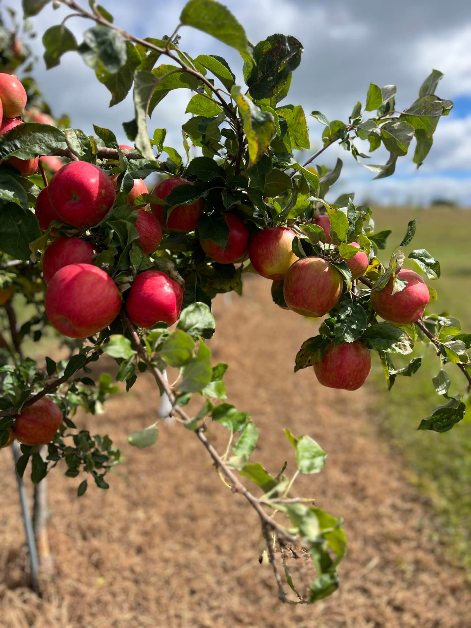 Picking your own apples in Door County this fall? Here's how the apple ...