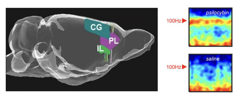 Distinct psilocybin-induced oscillations observed in rat medial ...