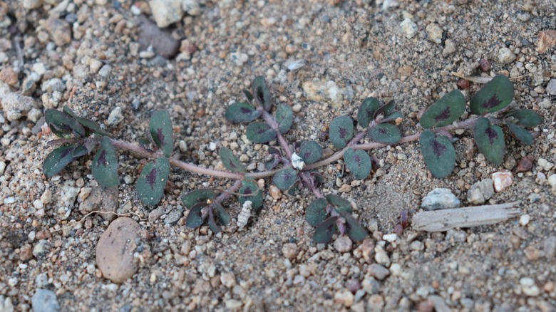 Mistakes everyone makes when dealing with invasive spurge weed