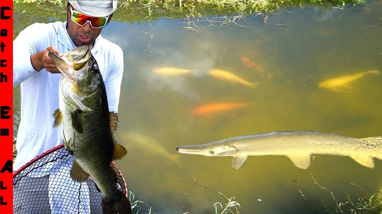 New giant pet bass vs the monster fish pond!