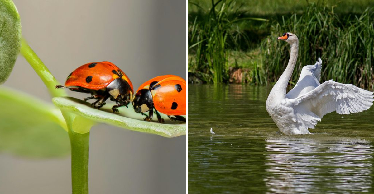 12 Animals That Look Completely Different As Babies Vs Adults