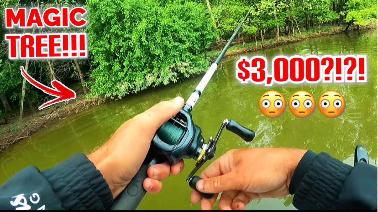 Magic Tree Reveals Hidden Fish Worth $3,000