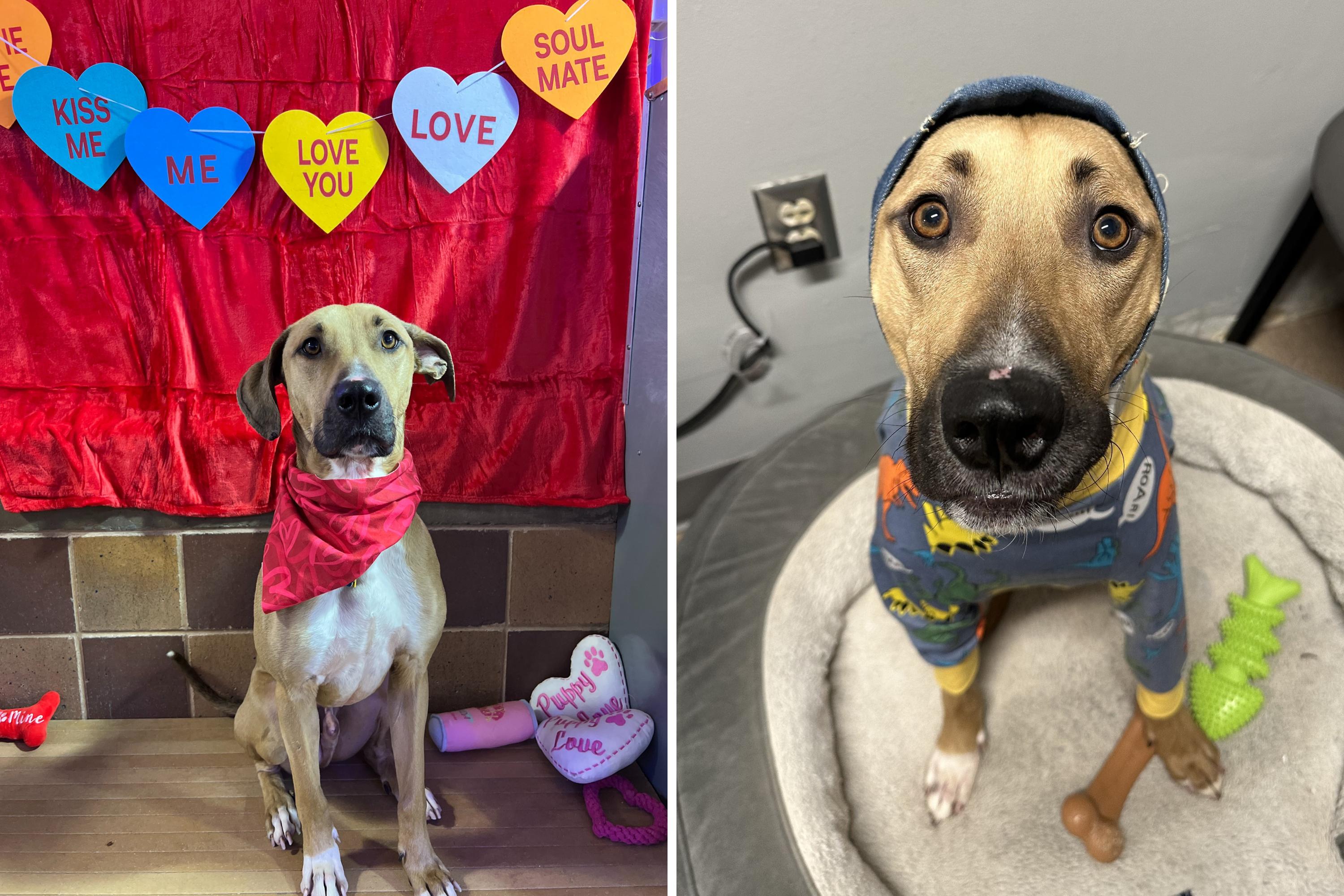 Shelter dog returned after adoption never lost hope—then someone saw him