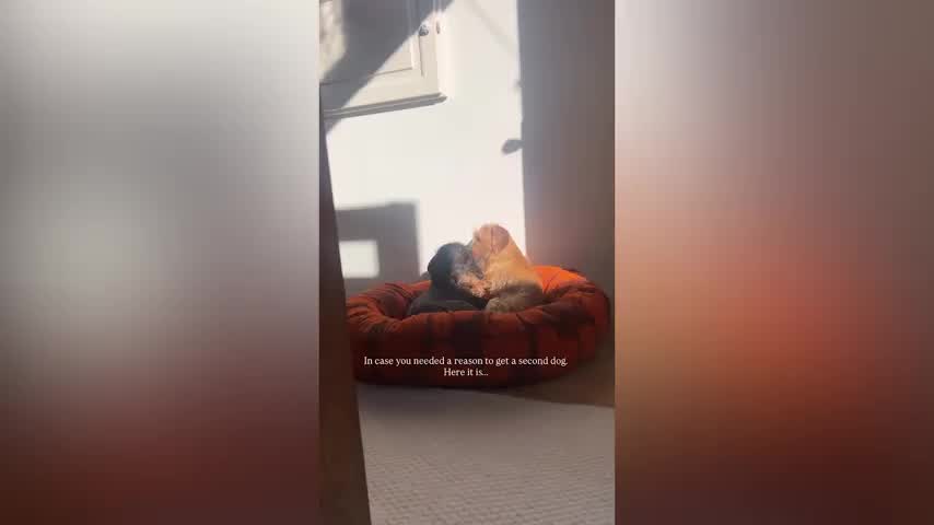 Bond Between Two Dachshund Siblings Melts Hearts Online