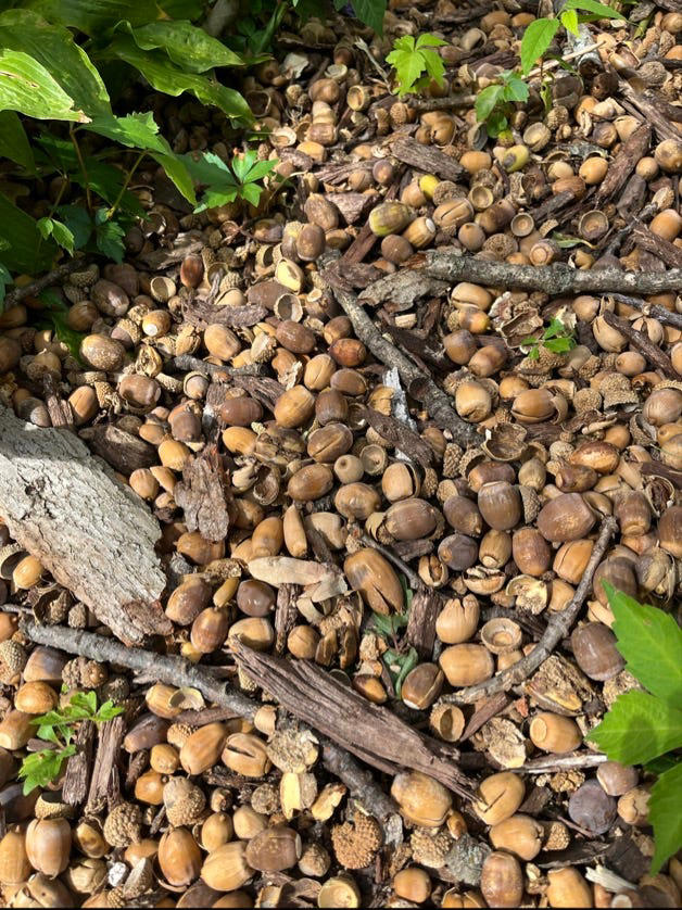 Mast year brings bumper crop of acorns, weighing down Iowa oaks, causing fallen branches