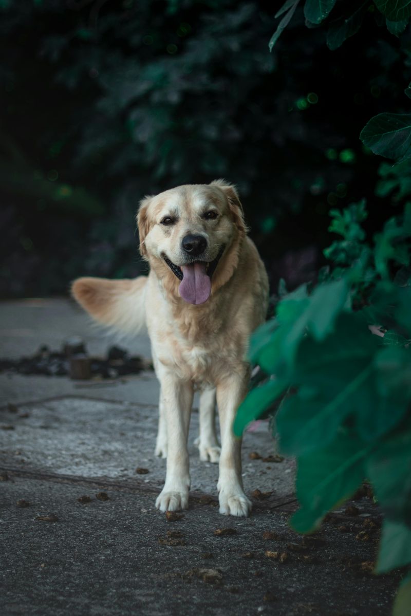 11 Signs That Your Dog Is Happy
