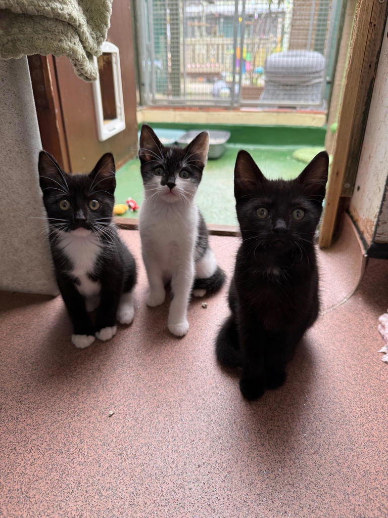 Meet 8 adorable dogs and kittens at Holly Hedge Animal Sanctuary ...
