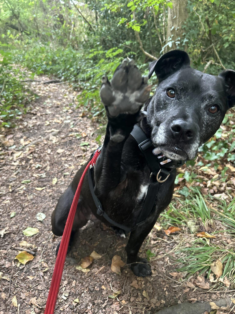 These 30 cute dogs at Holly Hedge Animal Sanctuary looking for homes in ...