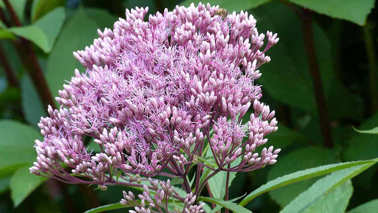 8 Perennials That Are Ideal for Wildlife Gardens