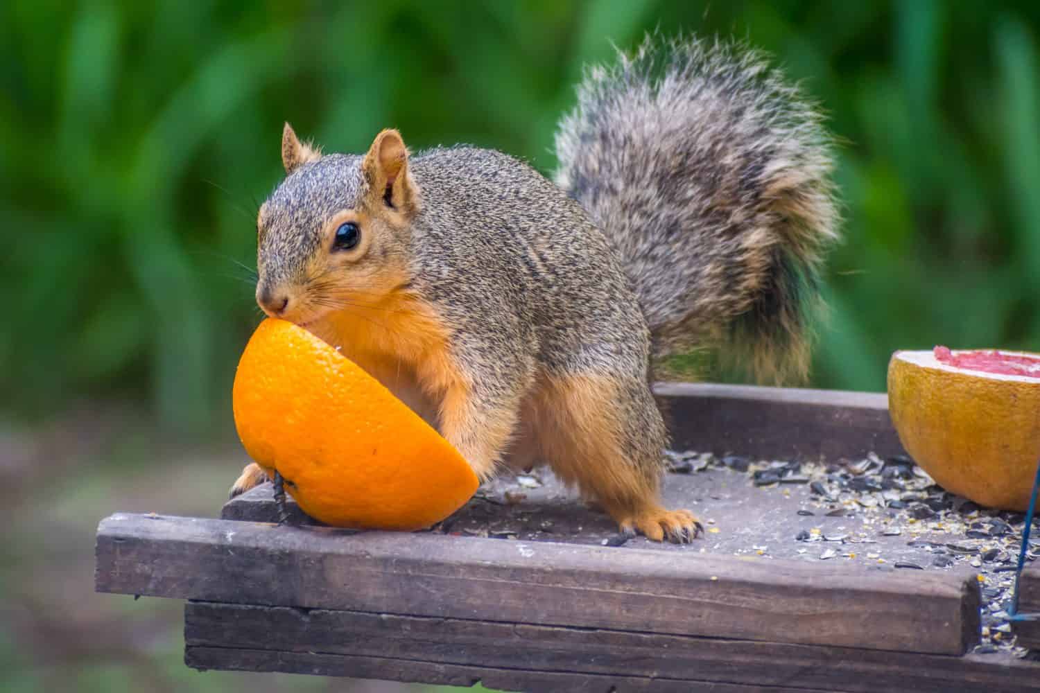 The Most Common Reasons Squirrels Are Invading Your Yard