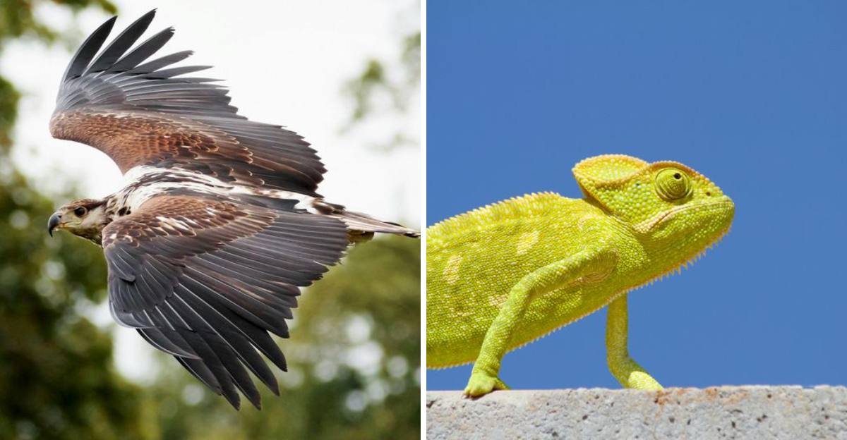9 Animals With Exceptionally Good Eyesight