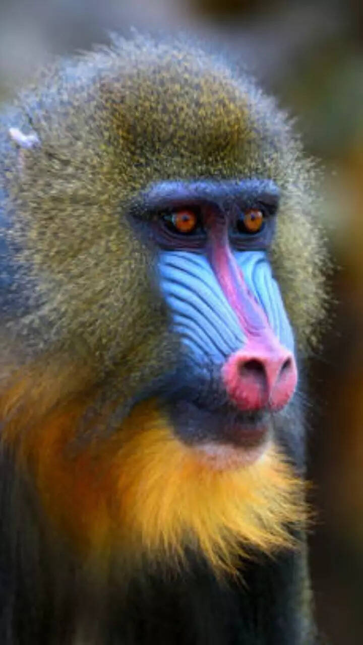 Shine on: 8 animals with nature’s brightest crowns
