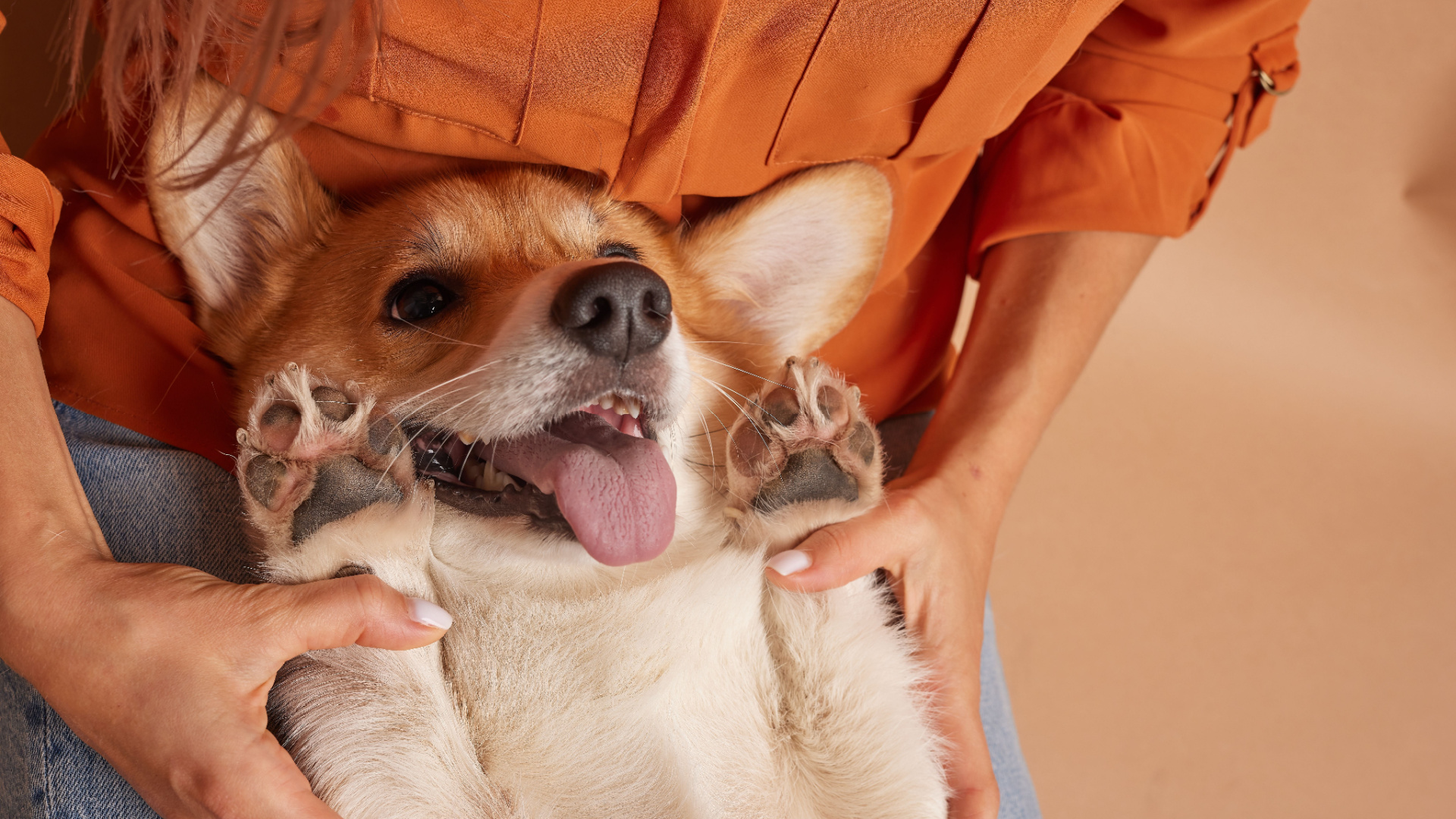 11 Signs That Your Dog Is Happy