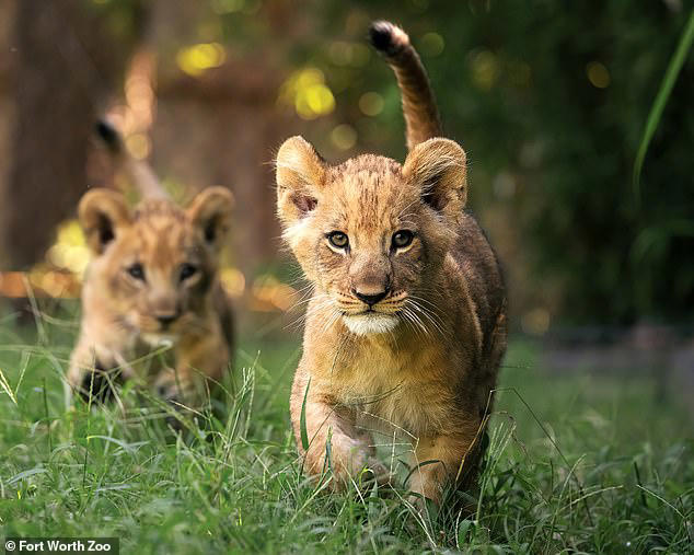 Two adorable lion cubs with very fitting names are born at Texas zoo