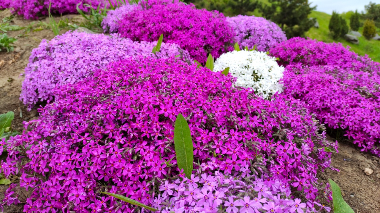 How to Plant Creeping Phlox for Gorgeous Ground Cover