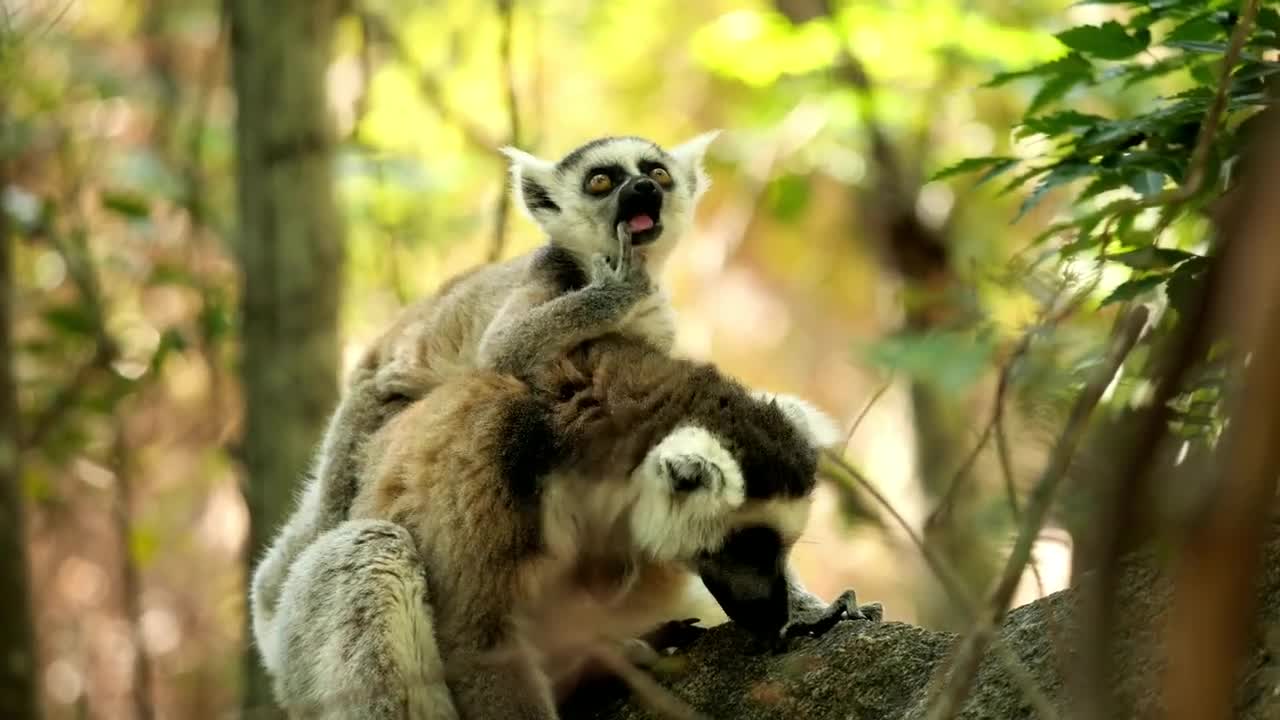Lemurs Up Close: An Intimate Gaze into Their World